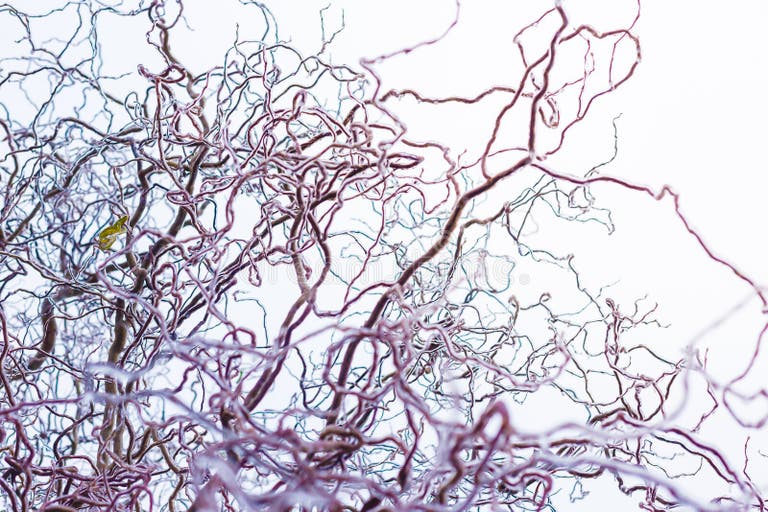 Frozen Willow Tree Branches during Winter with Thick Layer of Ice ...