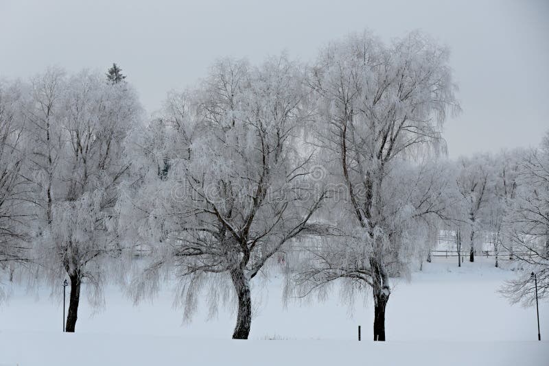Frozen Willow Trees in a Snowy Landscape Stock Photo - Image of frost ...