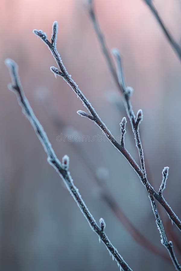 Frozen Winter Branches Delicate Frost Nature Scene High Quality Image ...