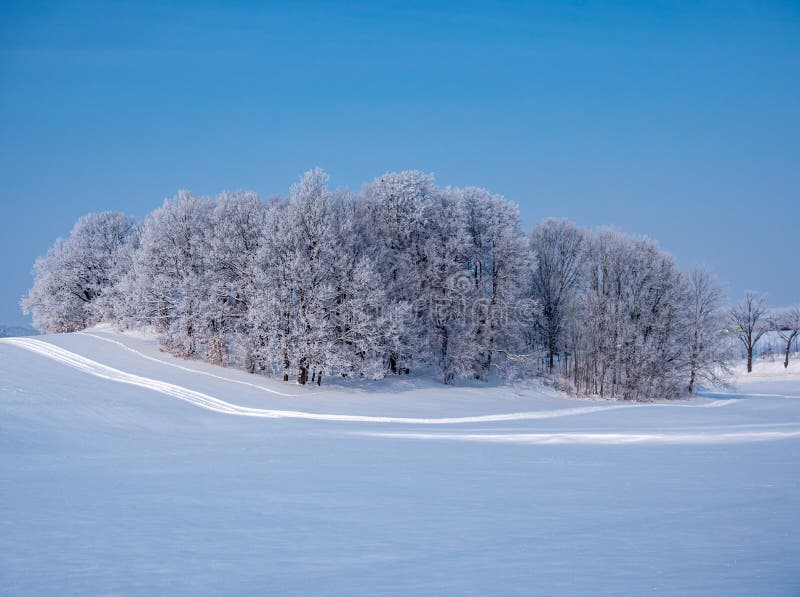 Frozen Winter Forest in Freezing Cold Stock Photo - Image of decay ...