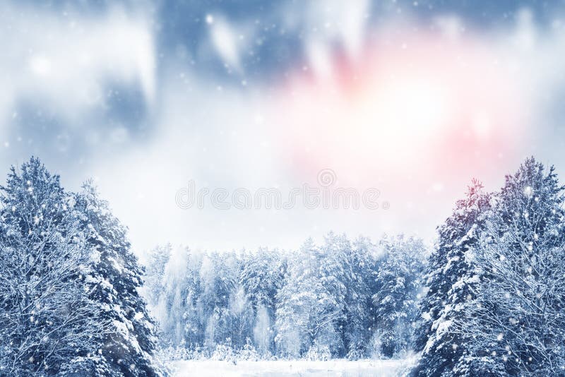 Frozen Winter Forest with Snow Covered Trees Stock Photo - Image of ...
