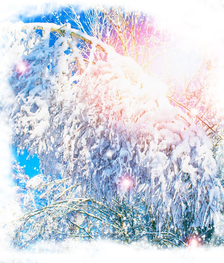 Frozen Winter Forest with Snow Covered Trees Stock Image - Image of ...