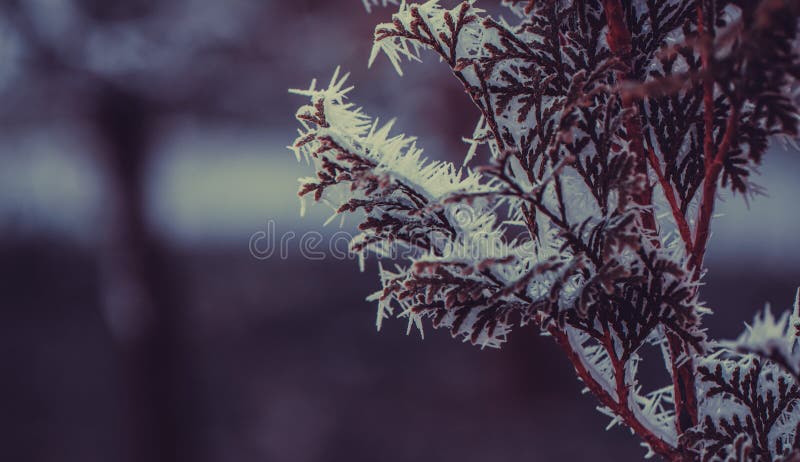 Winter Plants Covered with Frost Patterns Stock Photo - Image of ...