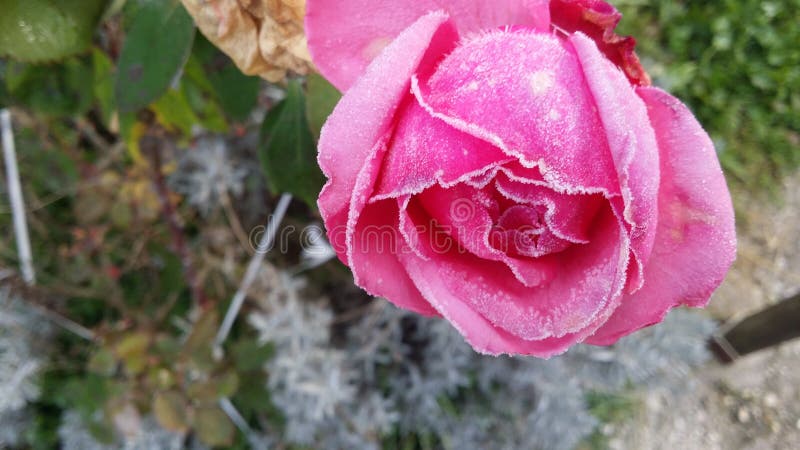 Frozen winter rose stock photo. Image of beautiful, countryside - 83061746