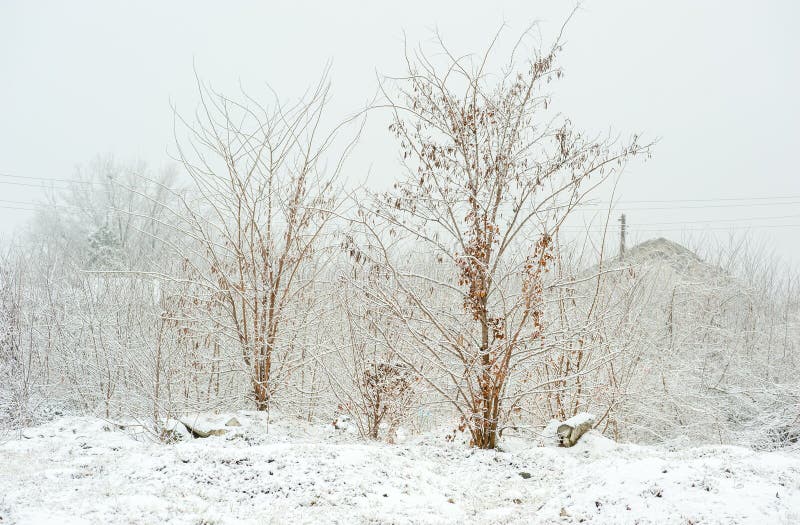 Frozen Trees in the Park or Forest with Snow and Ice on the Cold Misty ...