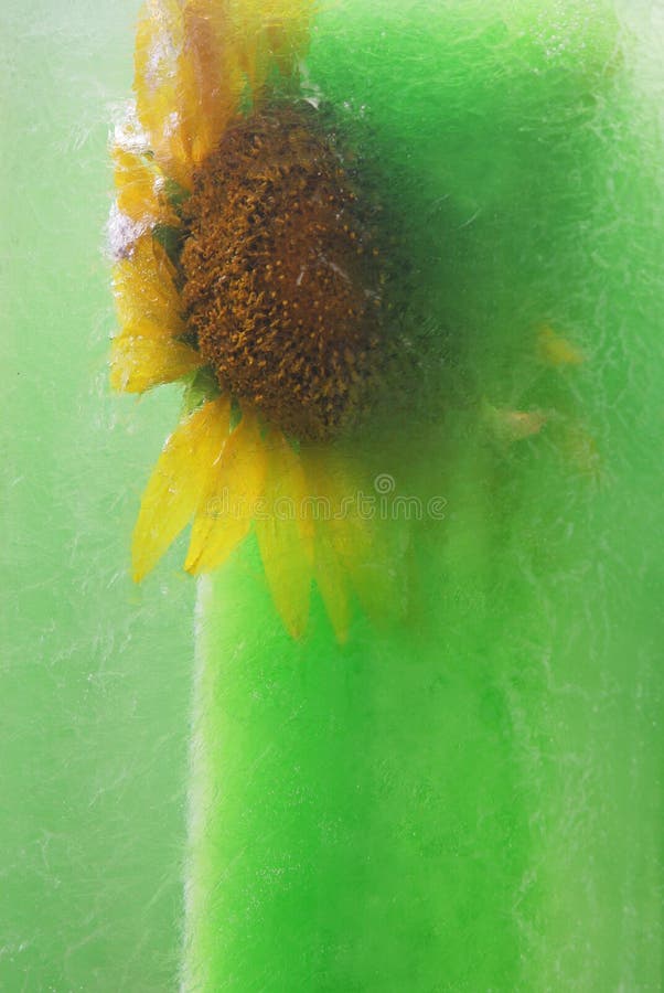 Frozen yellow sunflower stock image. Image of beautiful - 1966971