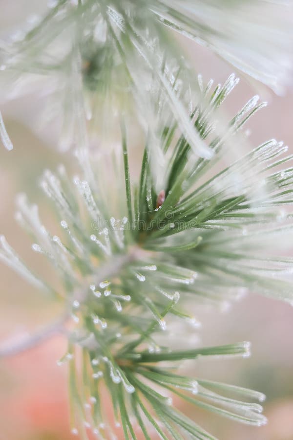 FrozenpPine tree in winter stock photo. Image of closeup - 174708148