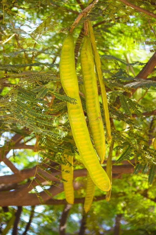 Frucht einer Akazie stockfoto. Bild von trocken, frucht - 37065568