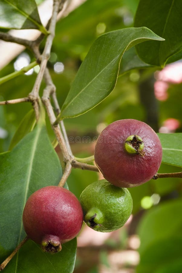 Guaven- Oder Erdbeerguave Cattley Oder Kirschguave (Psidium Cattleyanum ...