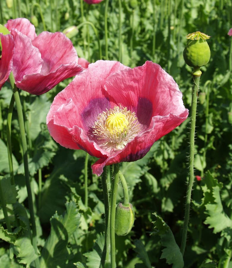Opium Poppy with Pink Flowers Stock Image - Image of somniferum, field ...