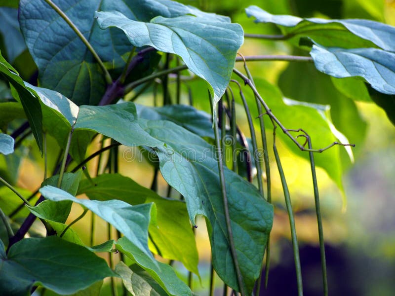 Fructification of Catalpa. stock image. Image of fall - 51250969
