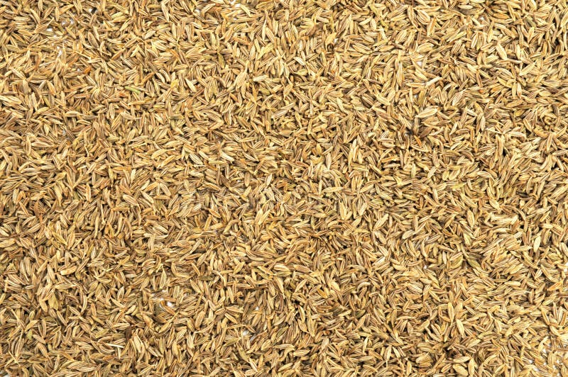 Fennel stock photo. Image of botanical, bunch, food, seed - 15370102