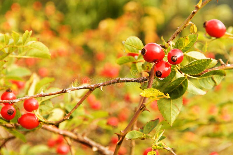 Fructus-cynosbati stockbild. Bild von frucht, bunt, sirup - 44957369