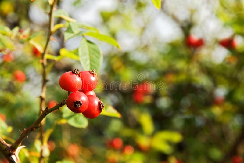 Fructus cynosbati stock image. Image of environment, rosa - 44957311
