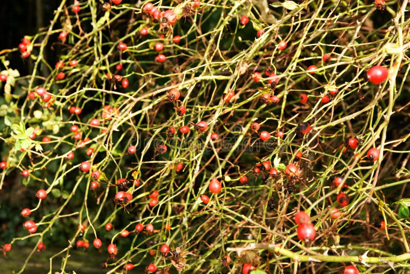 Fructus cynosbati stock image. Image of environment, rosa - 44957311