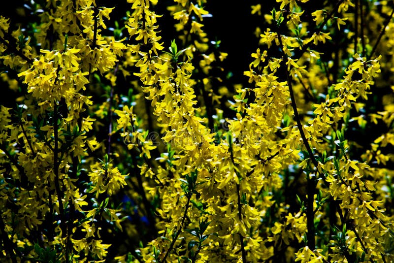 Fructus Forsythiae Flower in Full Bloom Stock Photo - Image of green ...