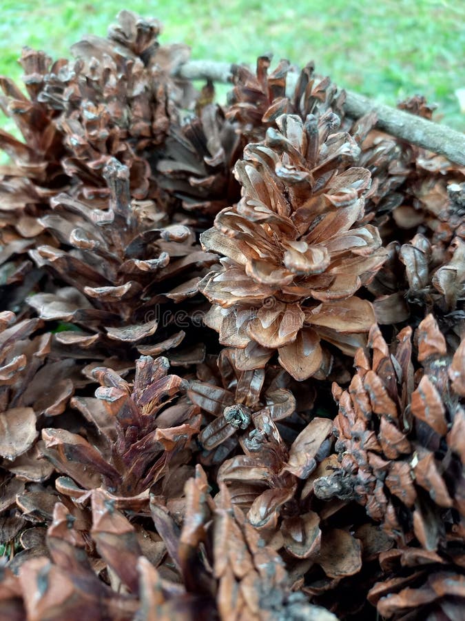 Fruepinus Stock Photos - Free & Royalty-Free Stock Photos from Dreamstime