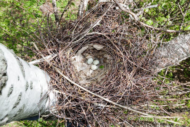 Frugilegus Del Corvus, Grajo Imagen de archivo - Imagen de animal ...