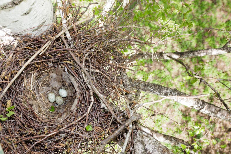 Frugilegus Del Corvus, Grajo Imagen de archivo - Imagen de animal ...