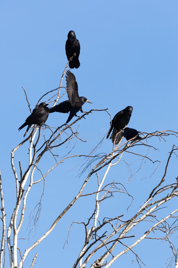 Stormo Di Corvo Che Sorvola La Palma, Isole Canarie, Spagna Fotografia ...