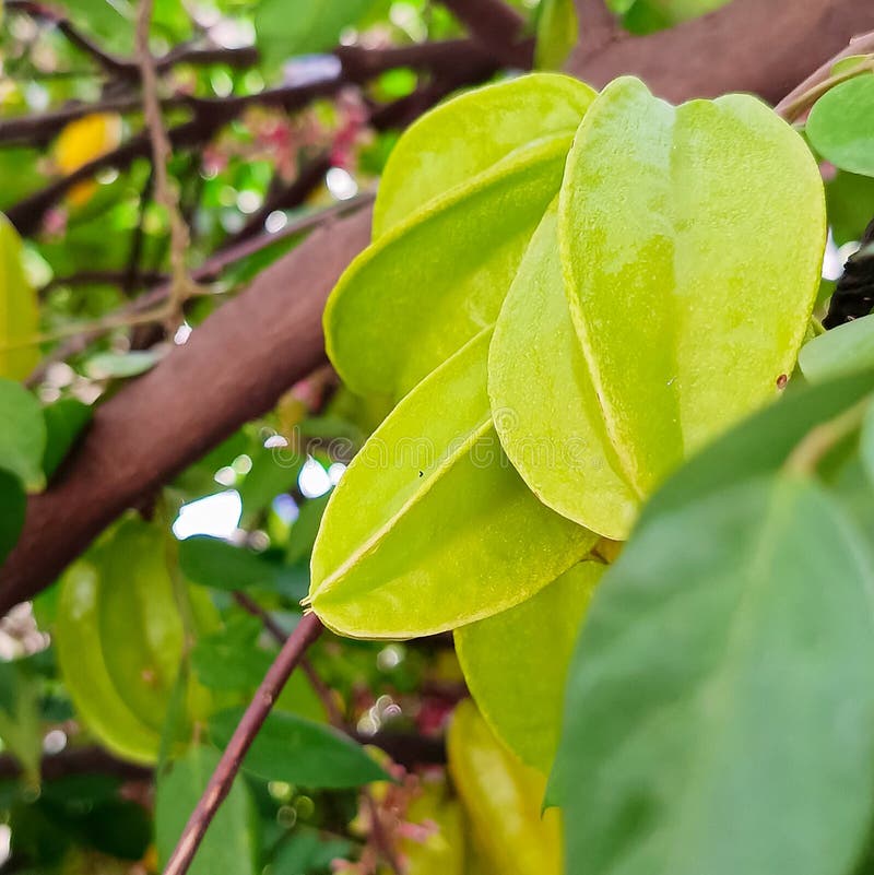 Fruid Green Sweet Love Good Stock Image - Image of sweet, fruid: 261863077