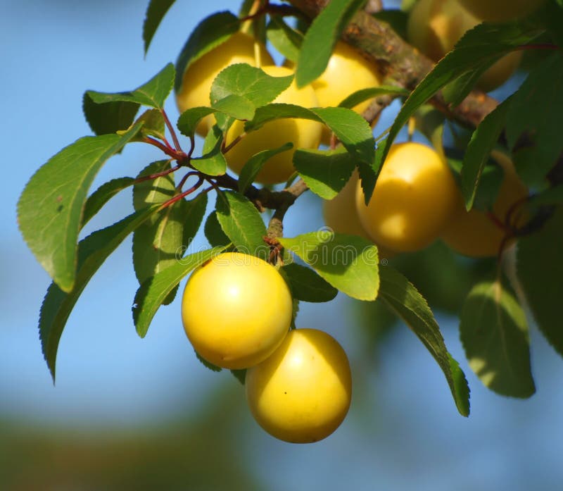 Mirabelle Yellow Plum Fruit in Its Tree Stock Image - Image of food ...