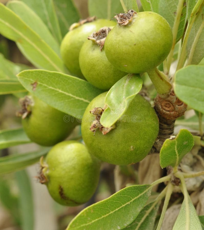 Fruit Nara. Family Cucrbitaceae Stock Photo - Image of nara, horrridus ...