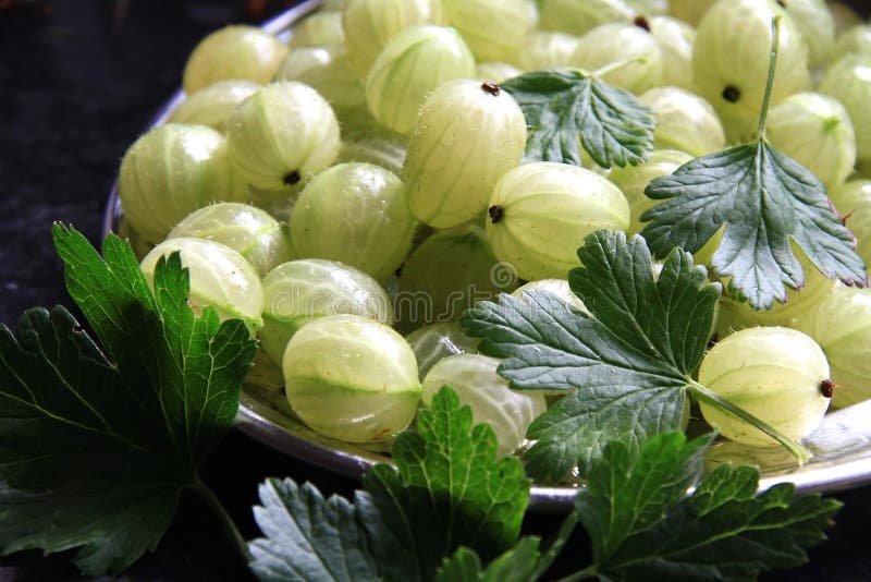 Fruit stock photo. Image of autumn, closeup, color, gooseberries - 25693746