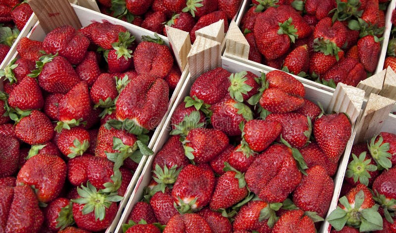 Fruit - Aardbeien stock afbeelding. Image of aardbeien - 19717667