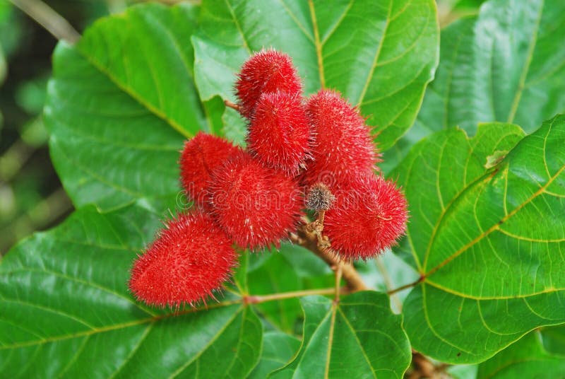 Fruit Achiote on tree stock photo. Image of achiote, annatto - 25834340