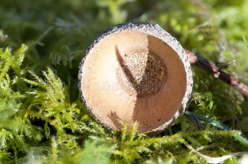 Frontier Homestead stock image. Image of america, ancient - 32508045