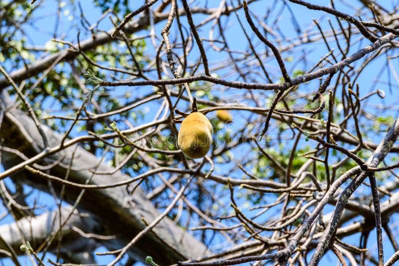Fruit of African Baobab Tree (adansonia Digitata) Against the Sky Stock ...