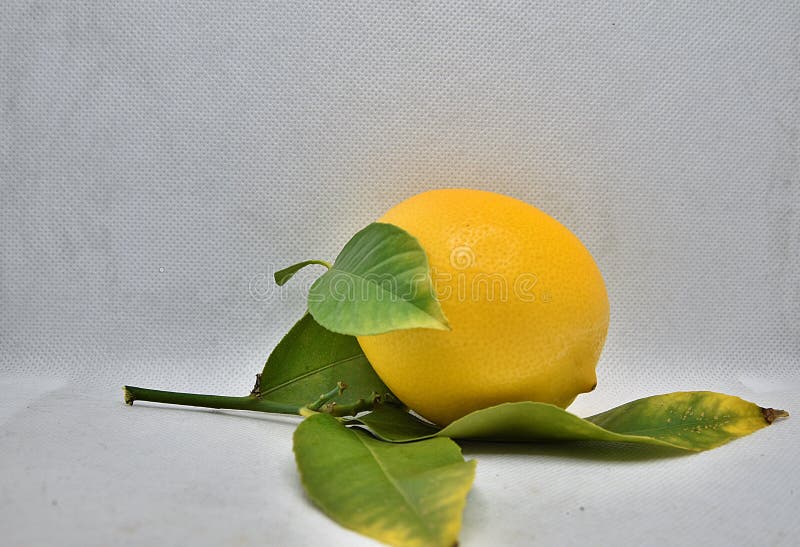 Spring or Summer, Lemon is the Winner Stock Photo - Image of spring ...