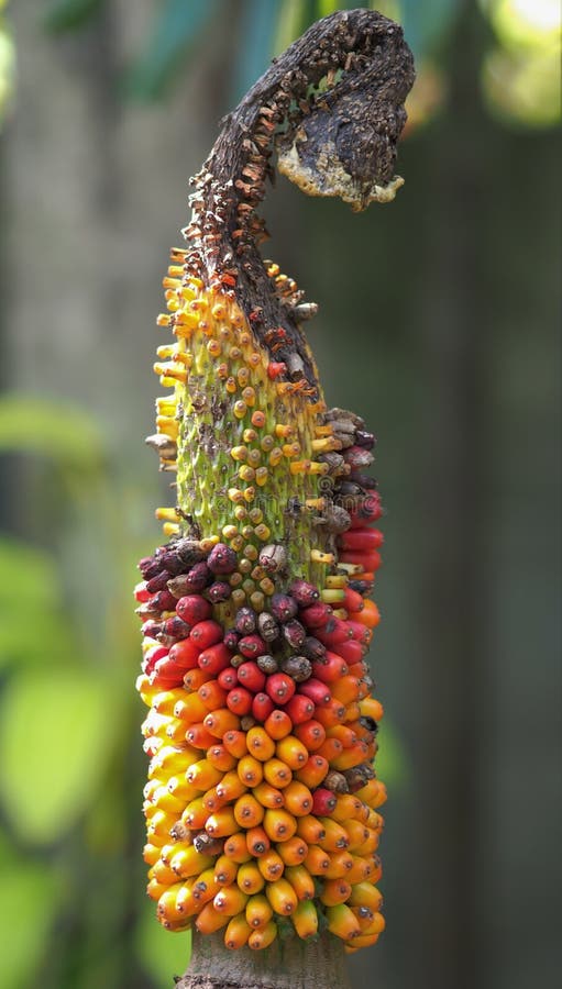Fruit of Amorphophallus Campanulatus Stock Image - Image of rivieri ...