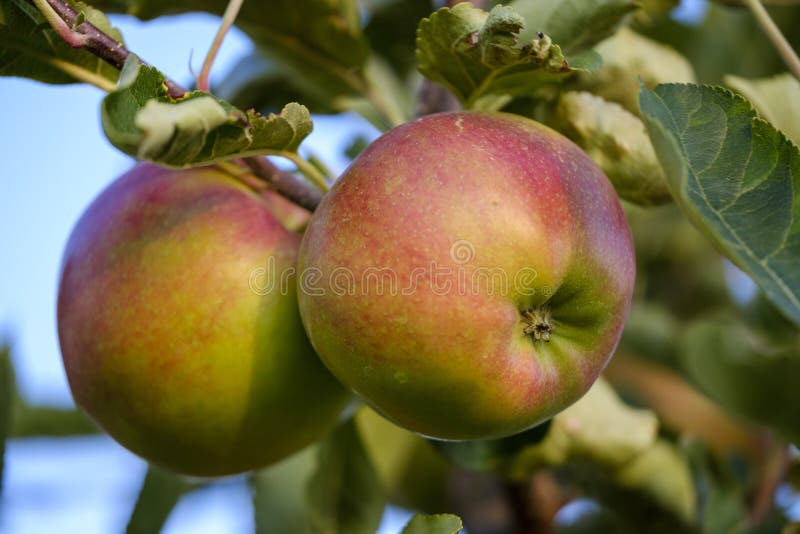 Fruit, Apple, Local Food, Produce Stock Image - Image of fruit, apple ...