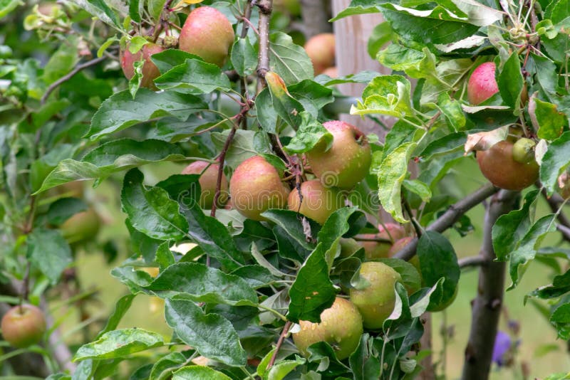 Fruit, Apple, Local Food, Fruit Tree Stock Image - Image of tree ...