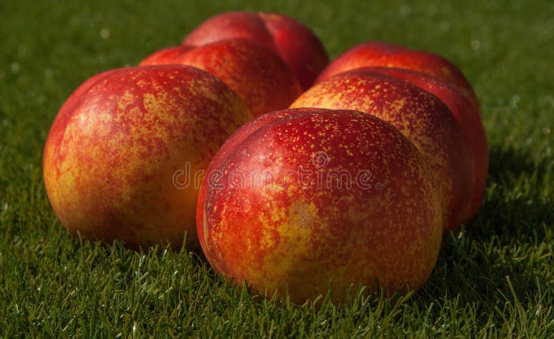 Fruit, Apple, Peach, Local Food Stock Photo - Image of apple, nectarine ...
