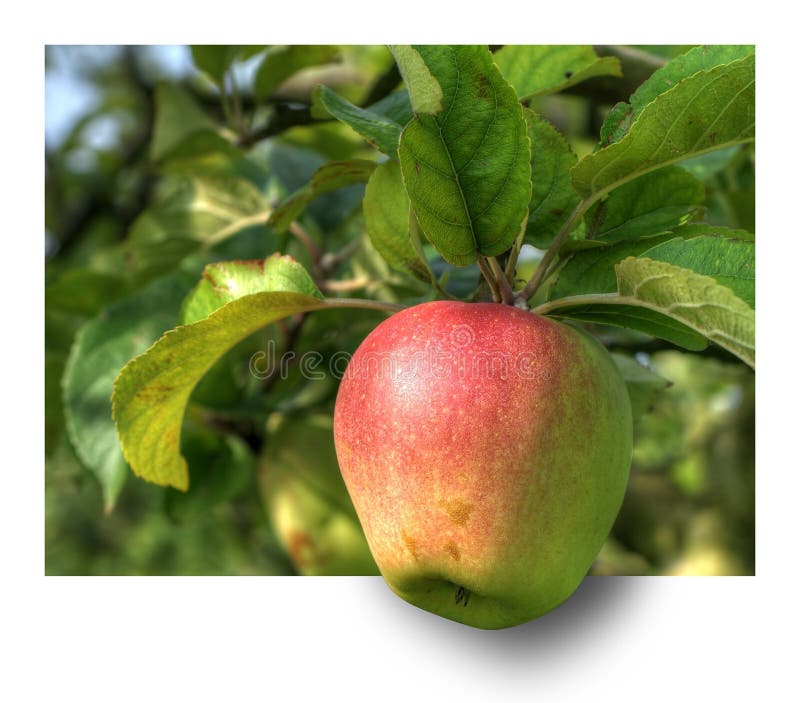 Fruit, Apple, Fruit Tree, Natural Foods Stock Photo - Image of food ...