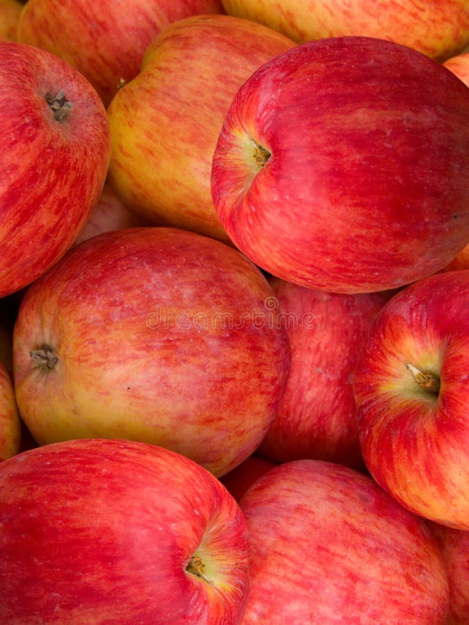 Fruit apples stock image. Image of nature, garden, agriculture - 6993663