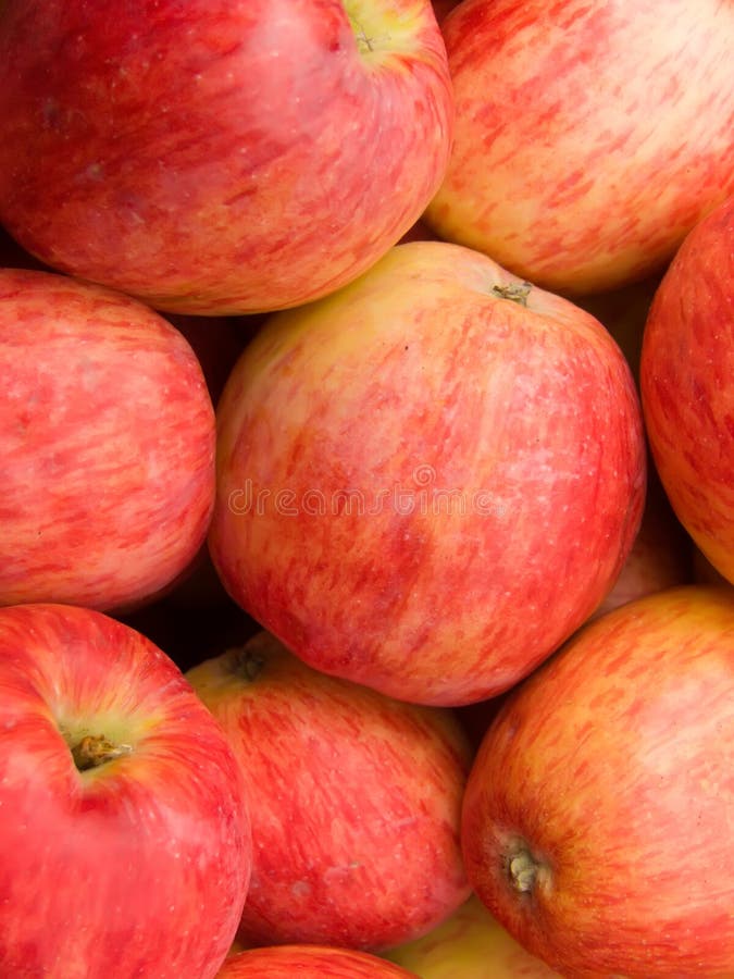 Fruit apples stock photo. Image of nature, plant, vegetarianism - 7226978