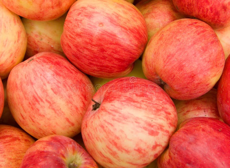 Fruit apples fresh stock photo. Image of apples, gathering - 7160462
