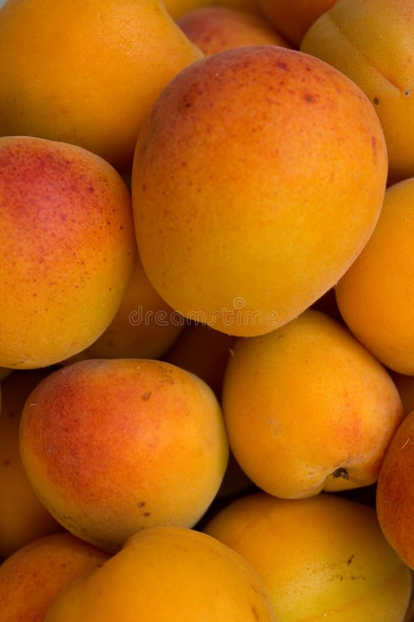Apricots Fresh from the Tree Stock Photo - Image of white, healthy ...