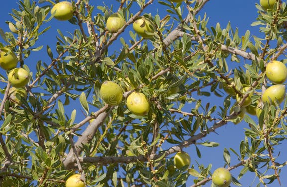 Fruit of the Argan Tree (Argania Spinosa) Stock Photo - Image of leaf ...