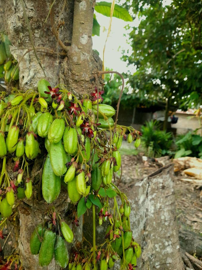 Fruit asam in indonesia stock image. Image of branch - 248998171
