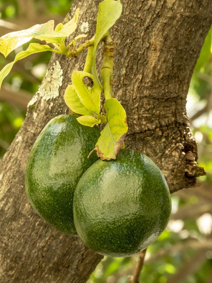 Fruit of avocado in tree stock photo. Image of green - 183897408