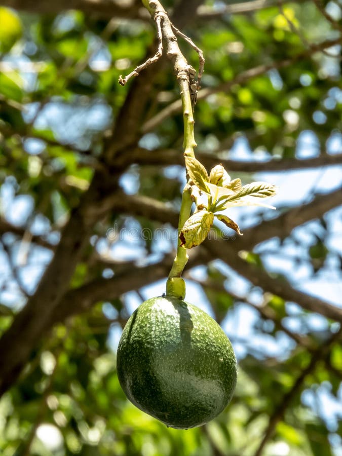 Fruit of avocado in tree stock photo. Image of agricultural - 183897448