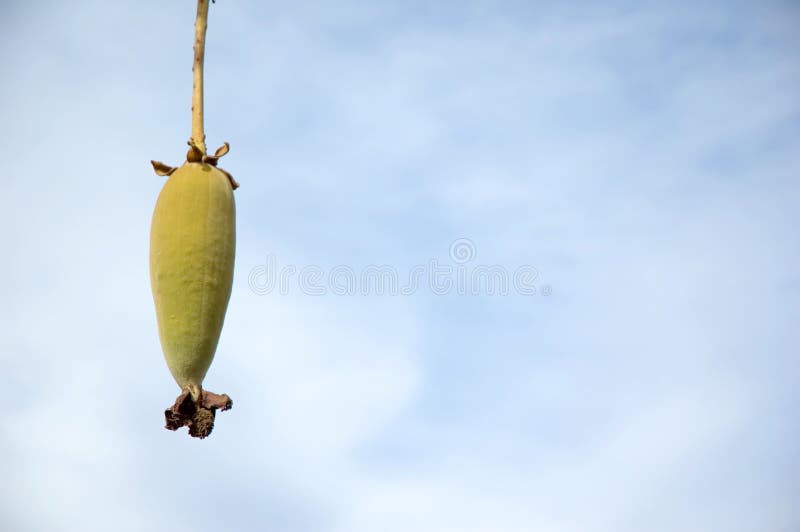 Fruit of Baobab tree stock image. Image of madagascar - 12549033