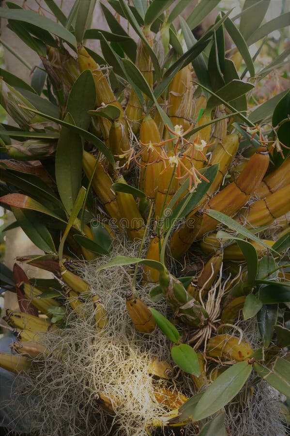 Fruit in a Basket stock photo. Image of fruit, background - 86249574