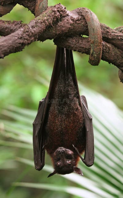 Fruit Bat stock photo. Image of fruit, mammal, hang, tree - 8459732