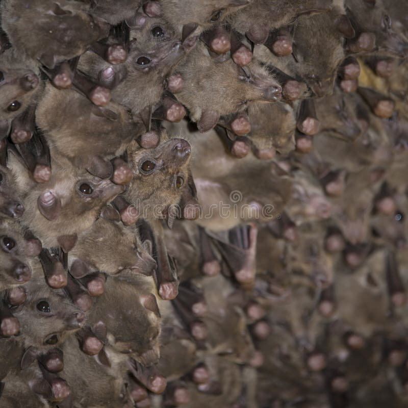 Fruit bat colony stock image. Image of crowd, england - 37850175